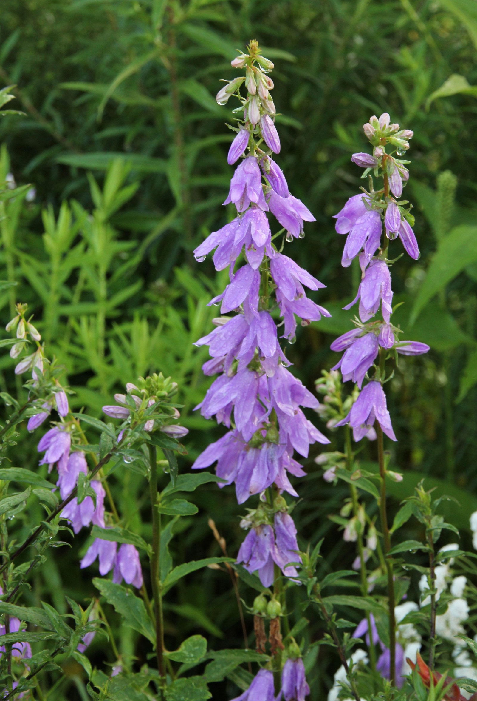 Glockenblume Gaudi Violet - Campanula Gaudi Violet günstig kaufen