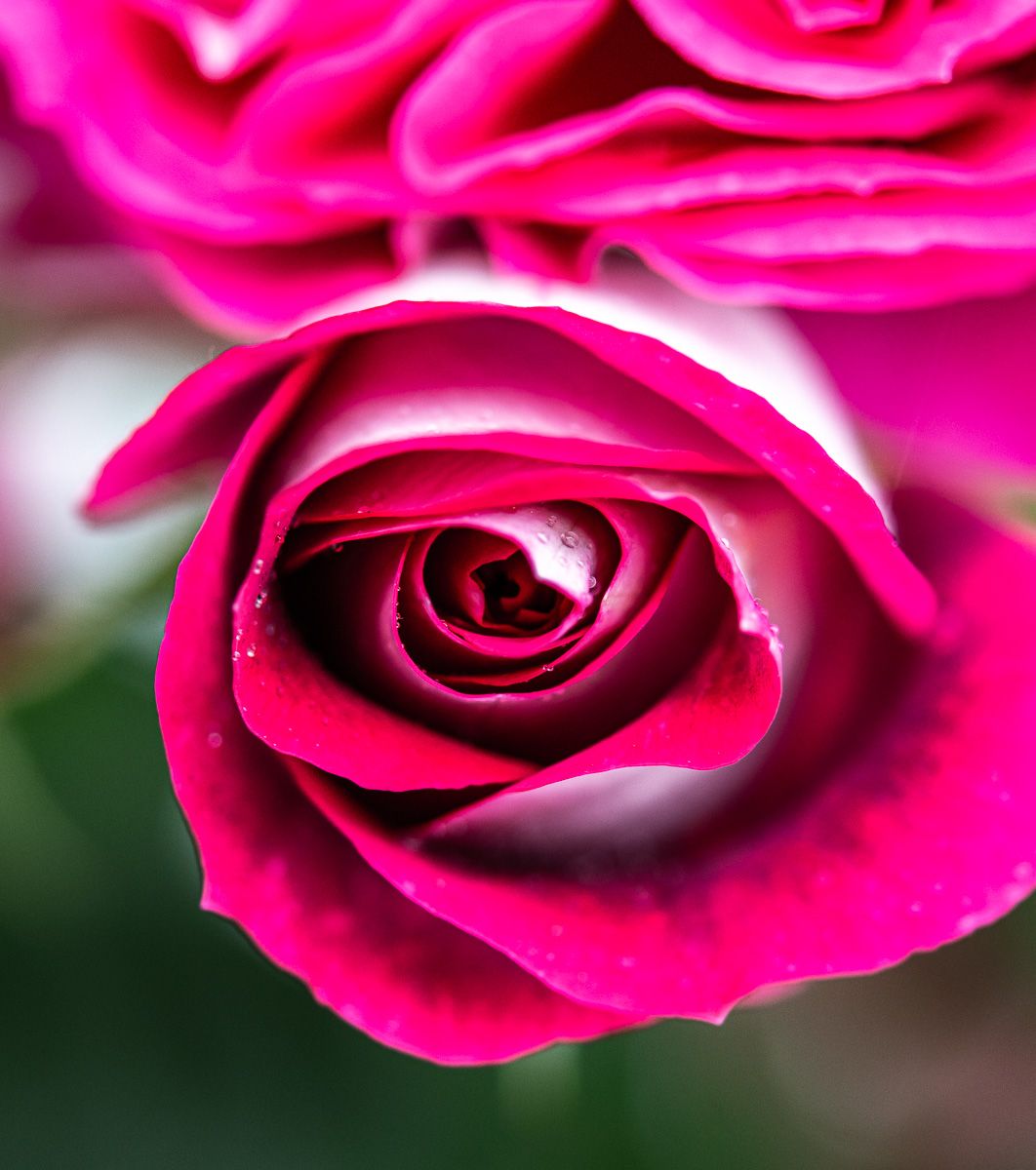 Edelrose Maxim® - Rosa Maxim® günstig kaufen