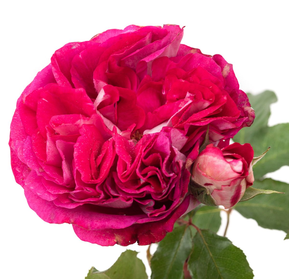 Edelrose Maxim® - Rosa Maxim® günstig kaufen