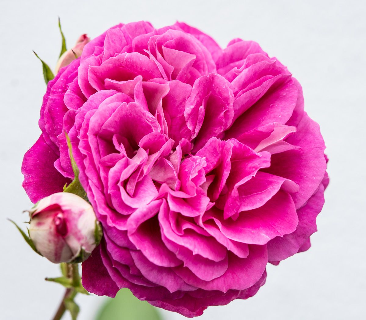 Edelrose Maxim® - Rosa Maxim® günstig kaufen