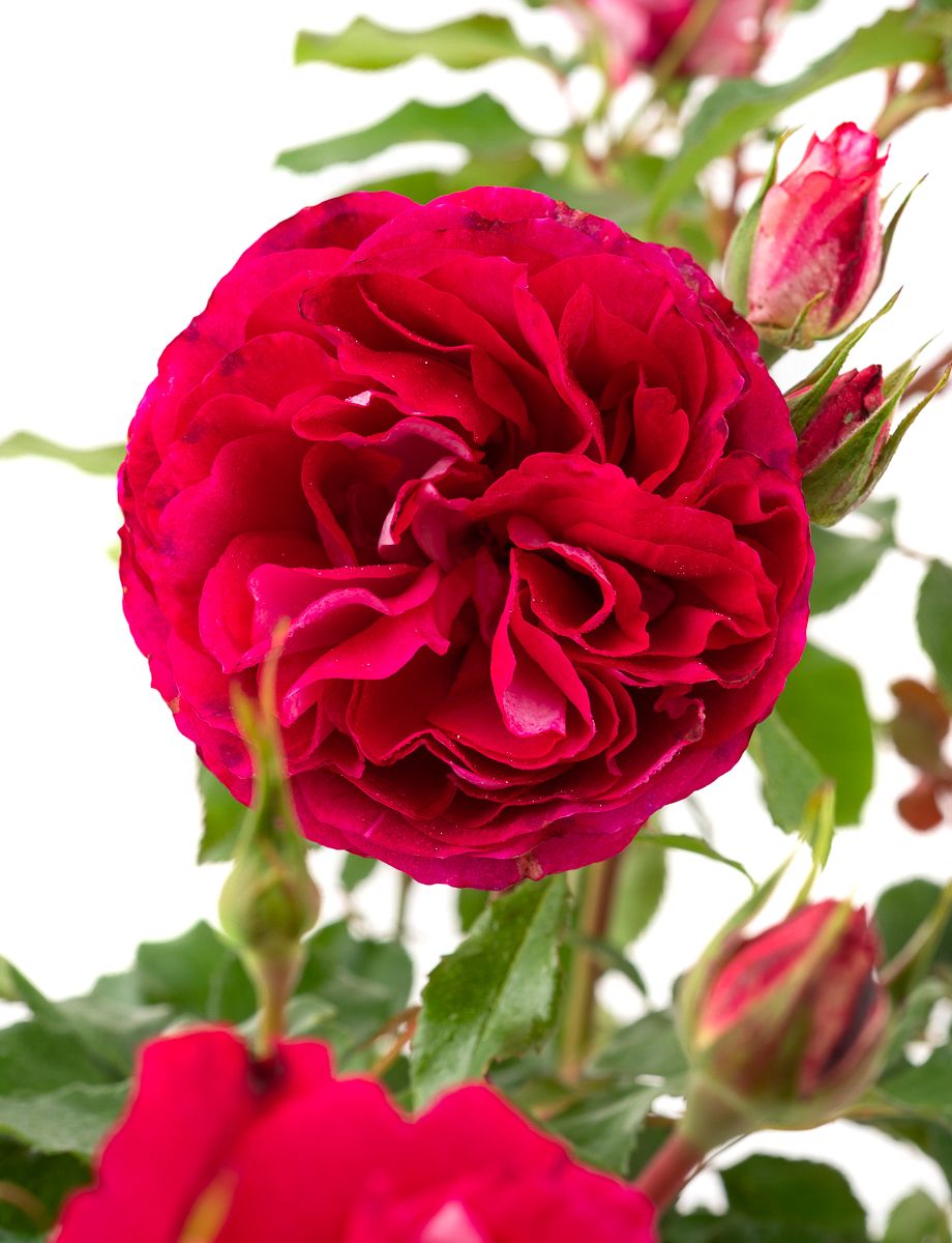 Edelrose Maxim® - Rosa Maxim® günstig kaufen