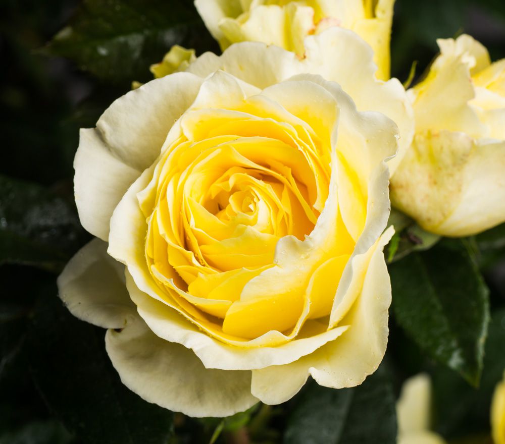 Rose Limona ® - Rosa Limona ® günstig kaufen