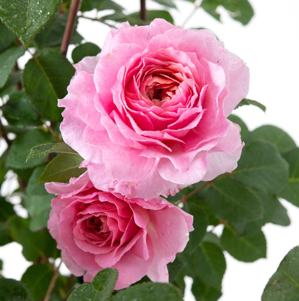 Rose Herkules ® - Rosa Herkules ® günstig online kaufen