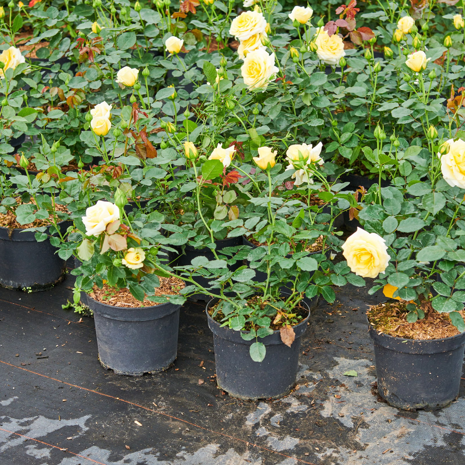 Rosa Sunmaid - Rosa Sunmaid günstig kaufen
