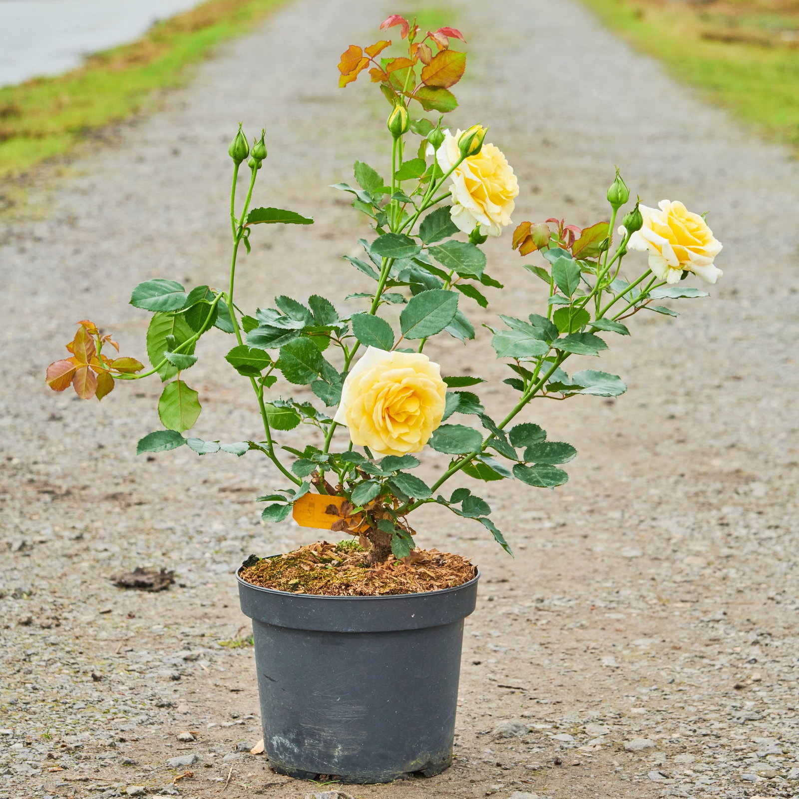 Rosa Sunmaid - Rosa Sunmaid günstig kaufen