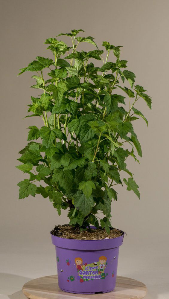 Brombeere Blauer Riese - Rubus fruticosus – Kleine Gartenforscher ...