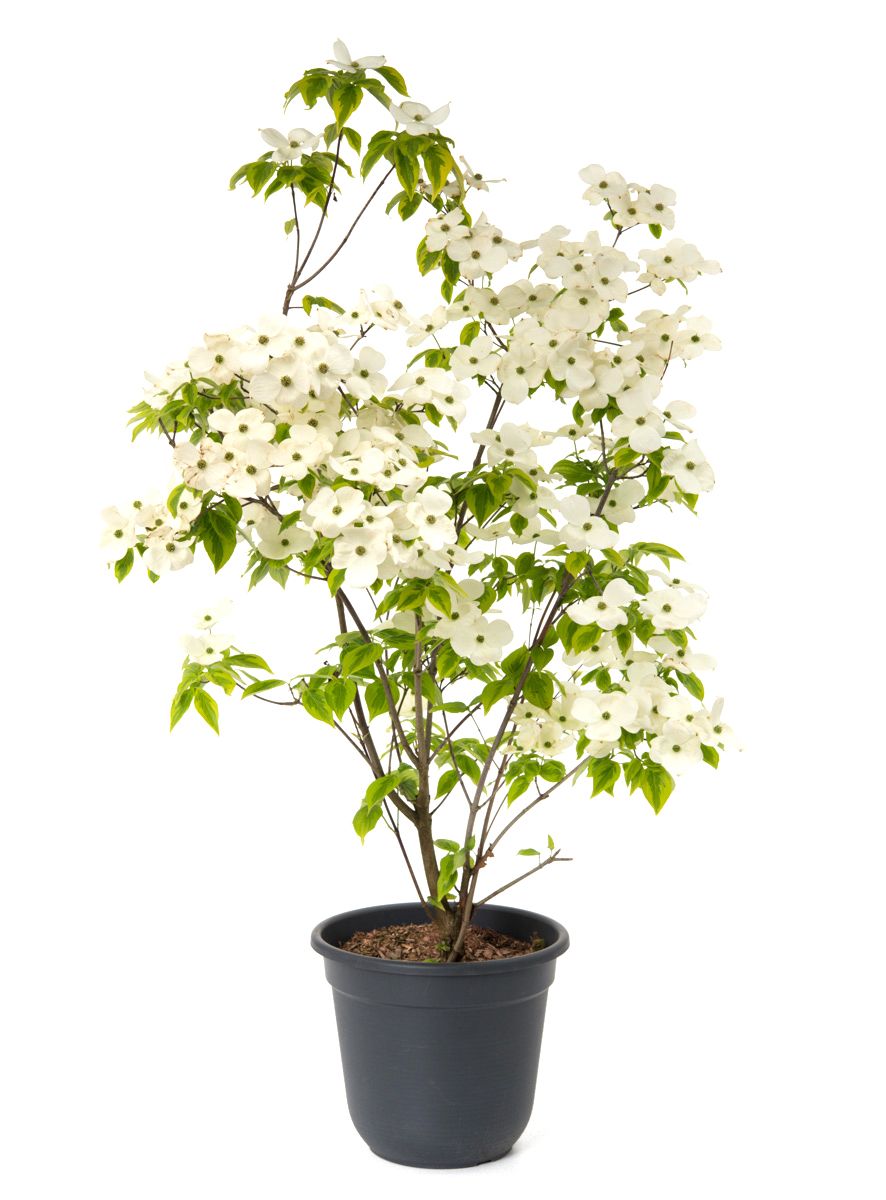 Blumenhartriegel Celestial Shadow - Cornus kousa Celestial Shadow günstig kaufen