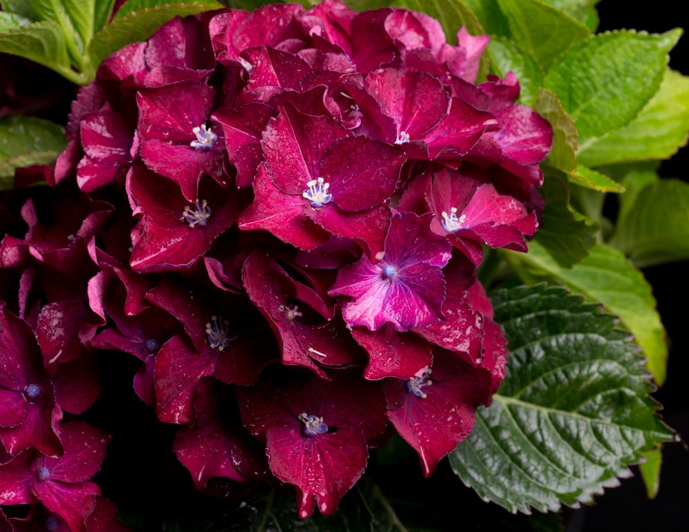 Bauernhortensie Royal Red - Hydrangea macrophylla Royal Red günstig kaufen