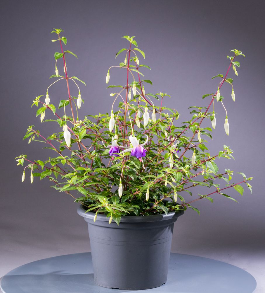 Fuchsie Delta Sarah - Fuchsia Delta Sarah günstig kaufen