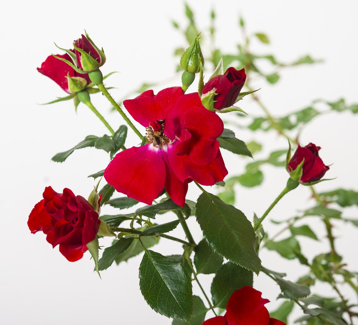 Rose Salsa ® - Rosa Salsa ® | jetzt günstig online kaufen bei ...