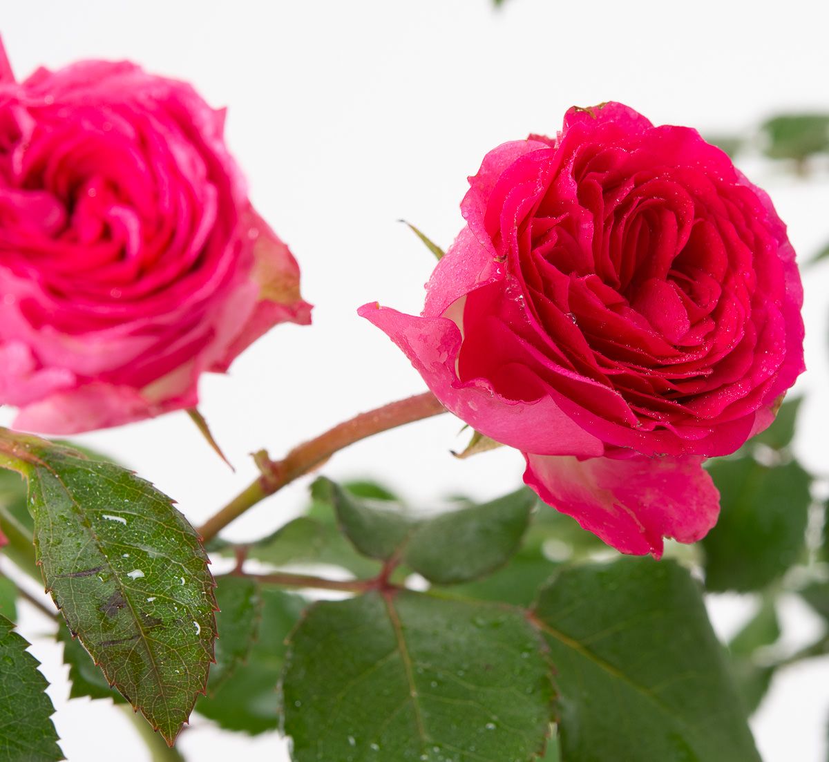 Rose Candy Rokoko ® - Rosa Candy Rokoko ® günstig kaufen