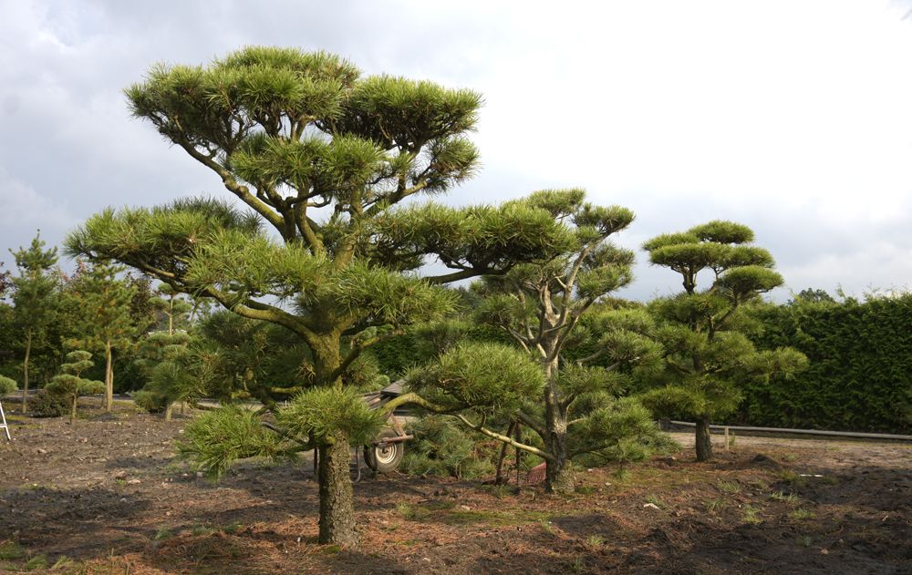 Küstenkiefer Einzelstück Bonsai - Pinus contorta Bonsai günstig kaufen