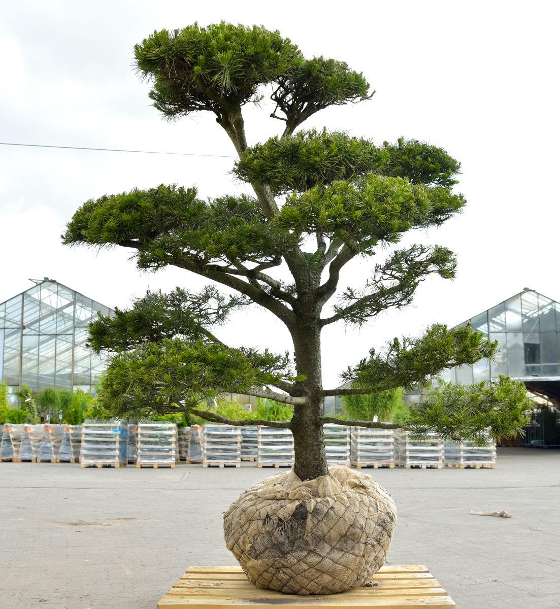Küstenkiefer Einzelstück Bonsai - Pinus contorta Bonsai günstig kaufen
