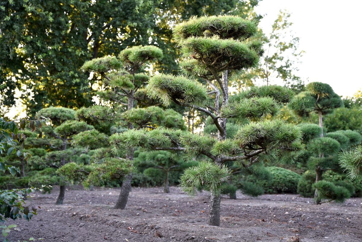 Küstenkiefer Einzelstück Bonsai - Pinus contorta Bonsai günstig kaufen