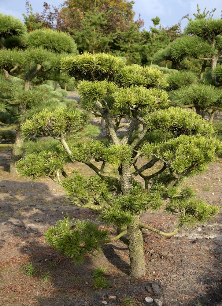 Küstenkiefer Einzelstück Bonsai - Pinus contorta Bonsai günstig online ...