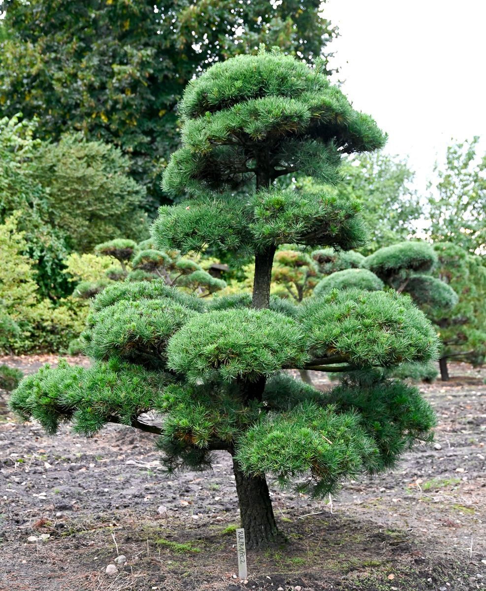 Küstenkiefer Einzelstück Bonsai - Pinus contorta Bonsai günstig kaufen