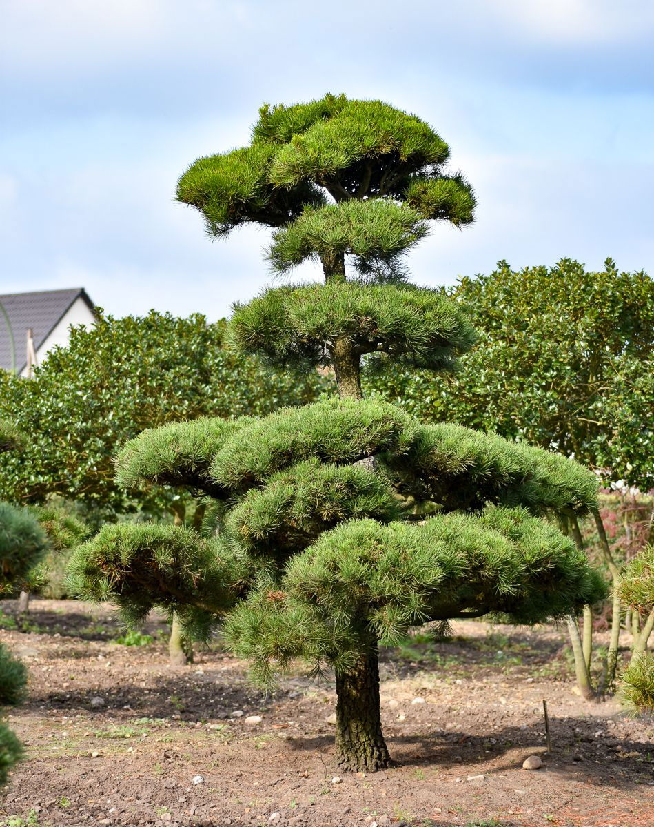 Küstenkiefer Einzelstück Bonsai - Pinus contorta Bonsai günstig kaufen