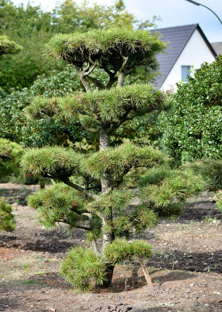 Küstenkiefer Einzelstück Bonsai - Pinus contorta Bonsai günstig kaufen