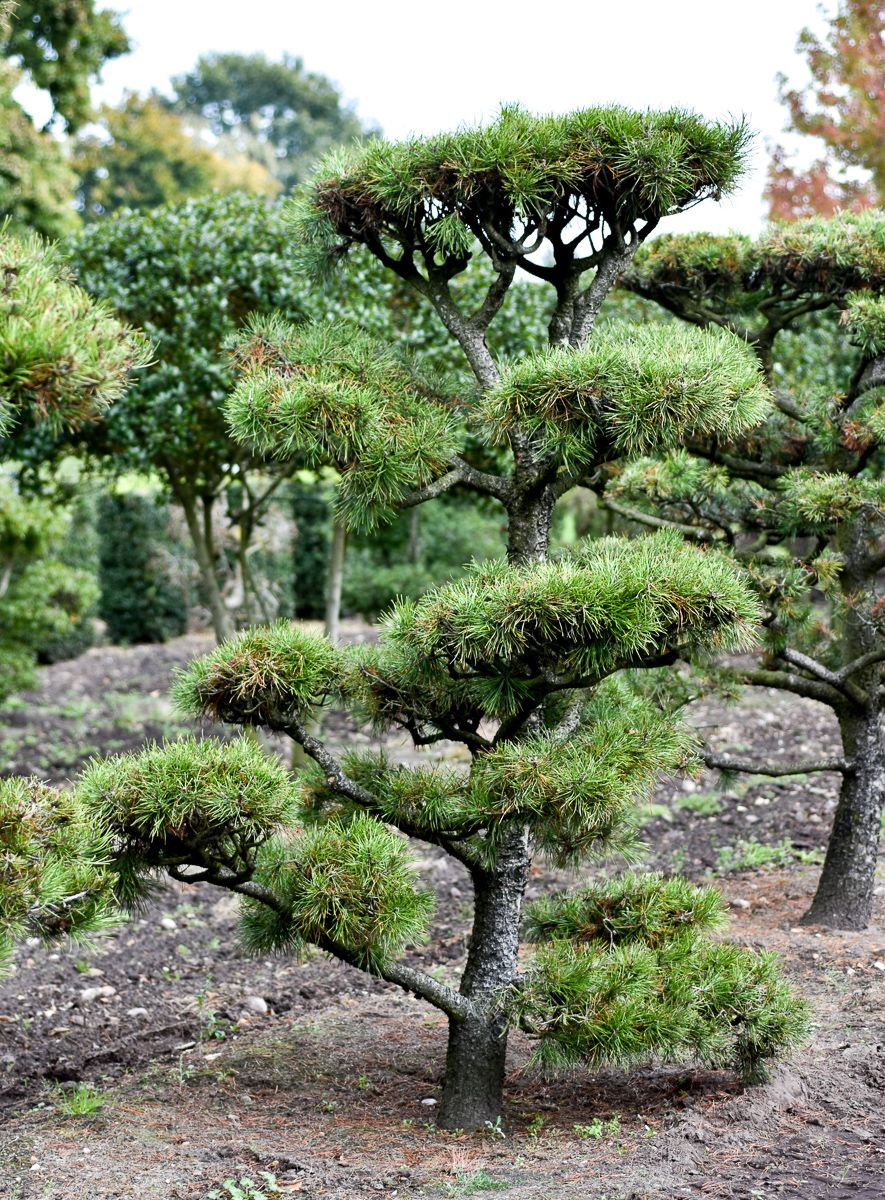 Küstenkiefer Einzelstück Bonsai - Pinus contorta Bonsai günstig kaufen