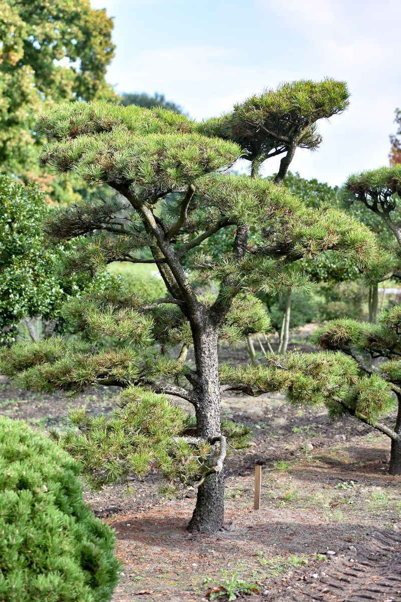 Küstenkiefer Einzelstück Bonsai - Pinus contorta Bonsai günstig kaufen