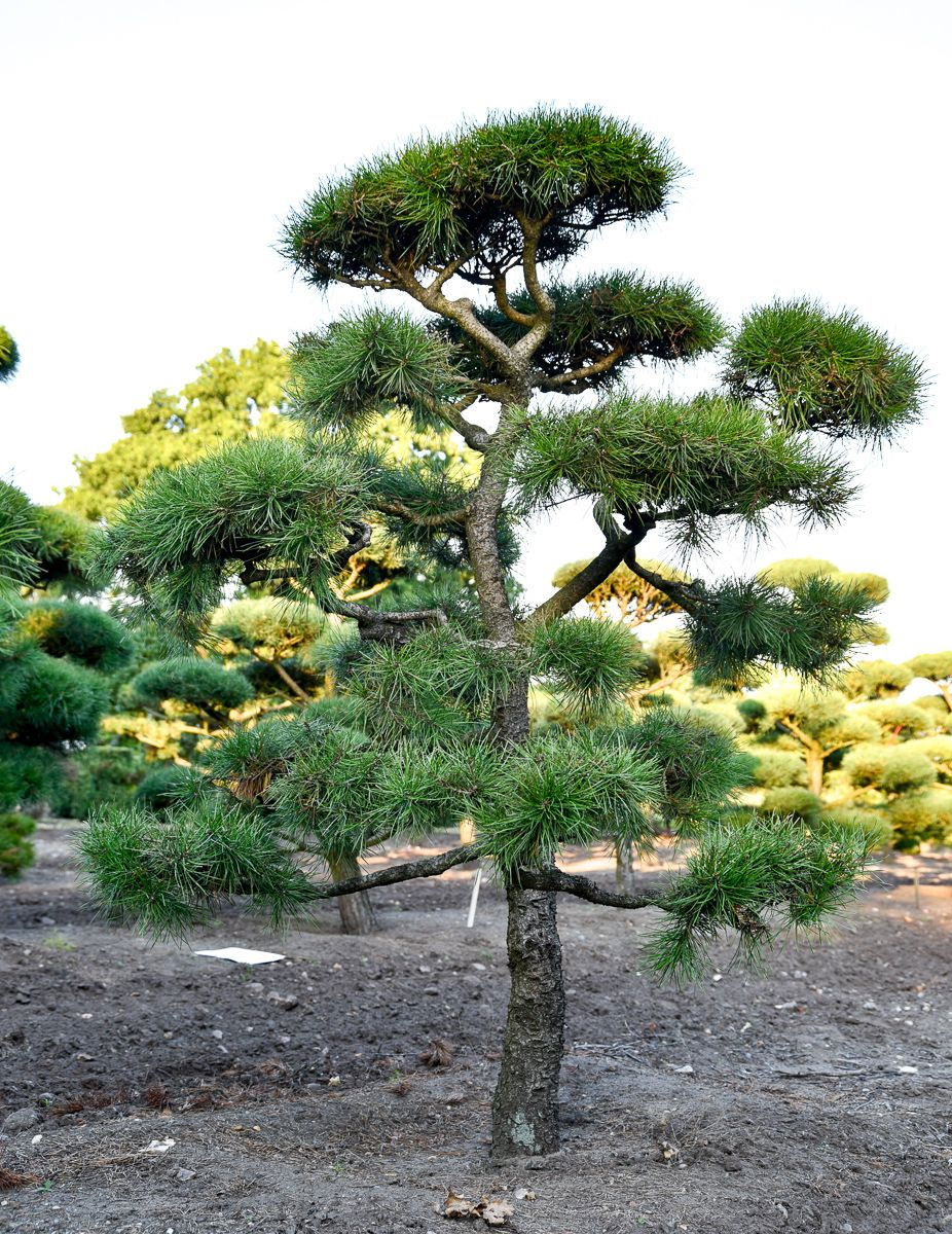 Küstenkiefer Einzelstück Bonsai - Pinus contorta Bonsai günstig kaufen