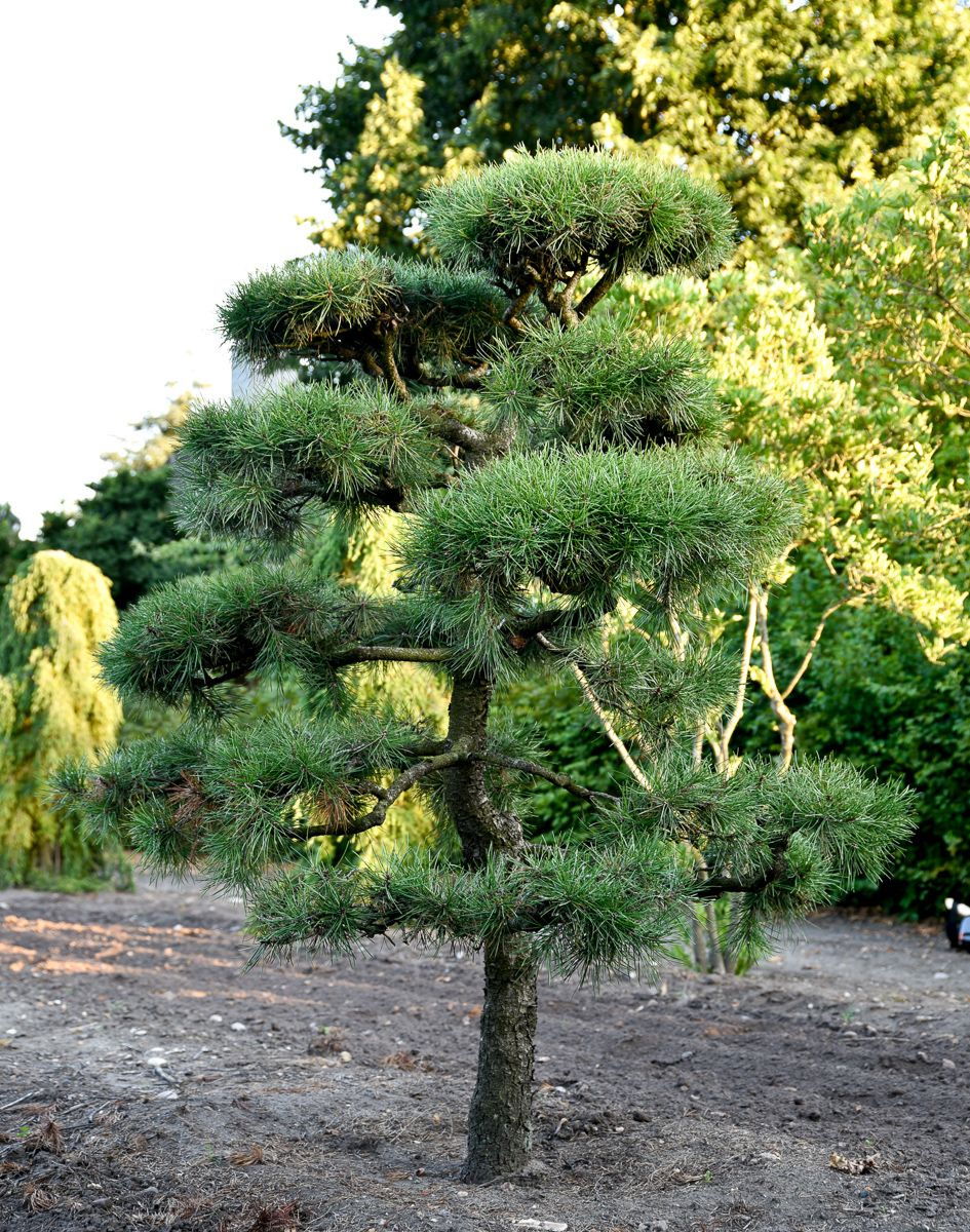 Küstenkiefer Einzelstück Bonsai - Pinus contorta Bonsai günstig kaufen