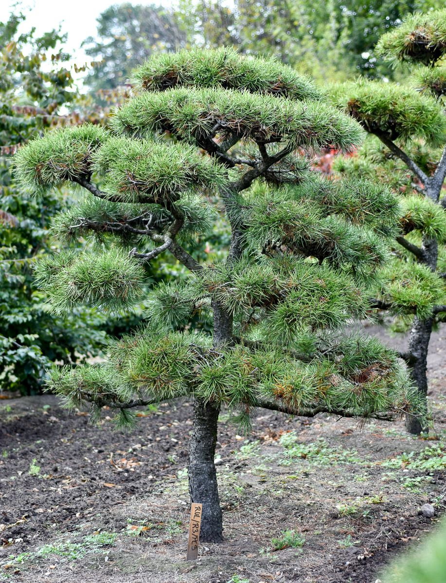 Küstenkiefer Einzelstück Bonsai - Pinus contorta Bonsai günstig kaufen