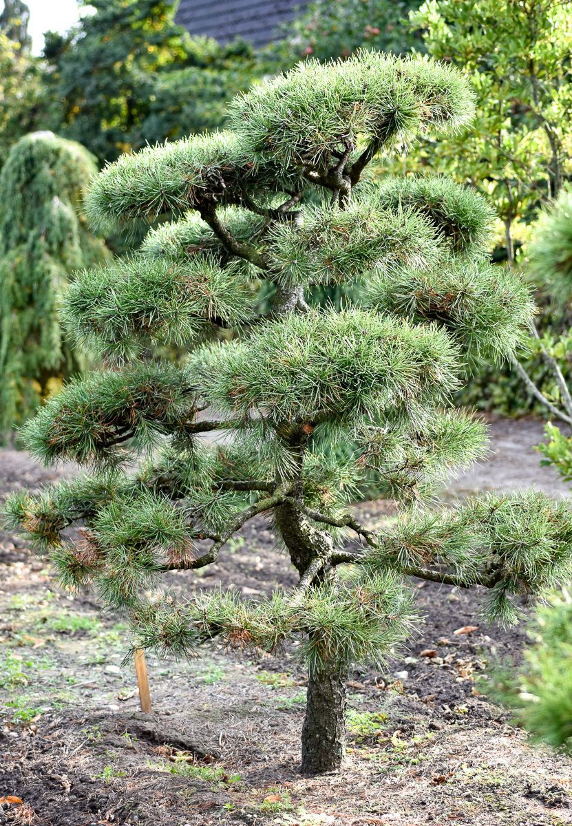 Küstenkiefer Einzelstück Bonsai - Pinus contorta Bonsai günstig kaufen