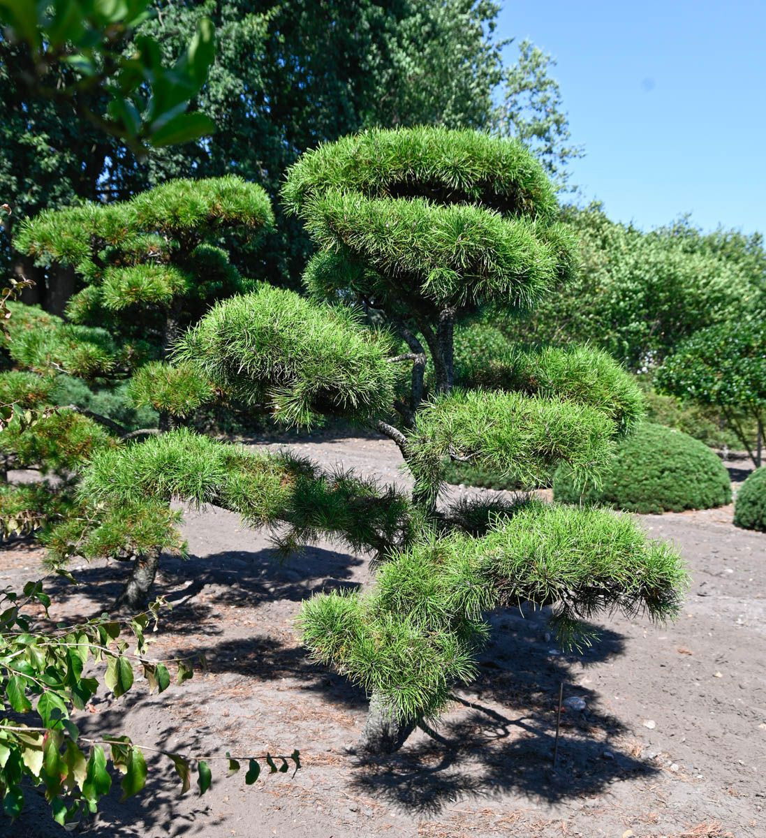 Küstenkiefer Einzelstück Bonsai - Pinus contorta Bonsai günstig kaufen