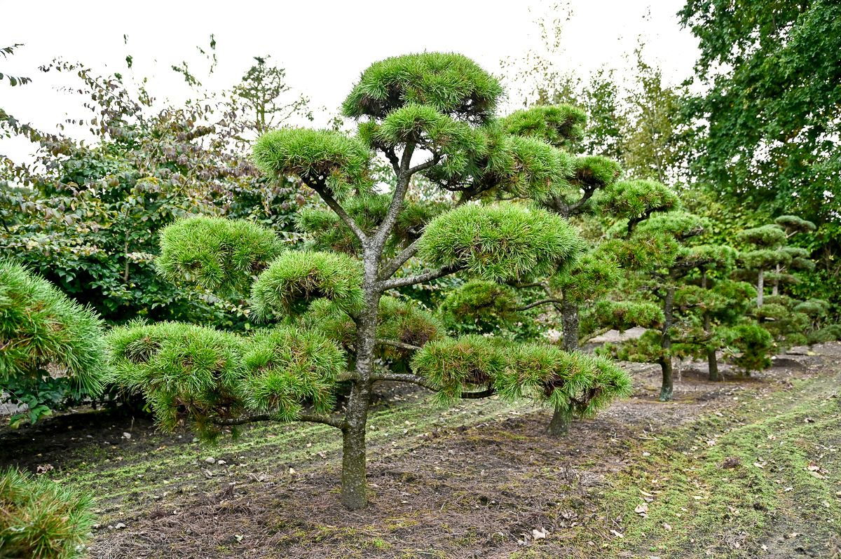 Küstenkiefer Einzelstück Bonsai - Pinus contorta Bonsai günstig kaufen