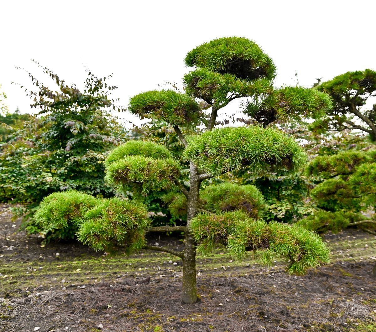 Küstenkiefer Einzelstück Bonsai - Pinus contorta Bonsai günstig kaufen