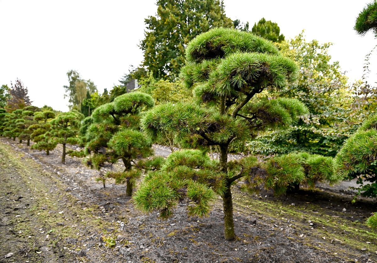 Küstenkiefer Einzelstück Bonsai - Pinus contorta Bonsai günstig kaufen