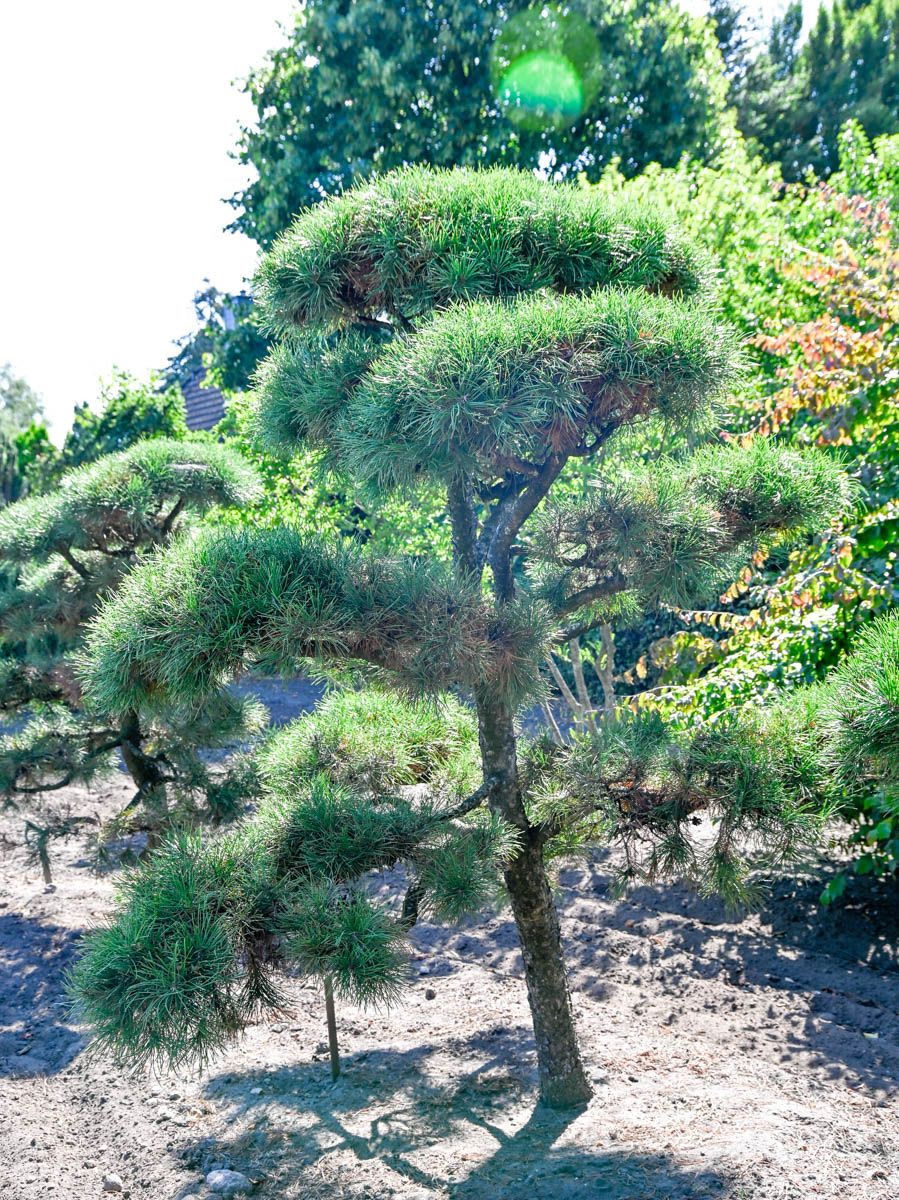 Küstenkiefer Einzelstück Bonsai - Pinus contorta Bonsai günstig kaufen