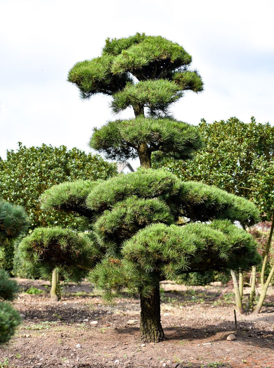 Küstenkiefer Einzelstück Bonsai - Pinus contorta Bonsai günstig kaufen