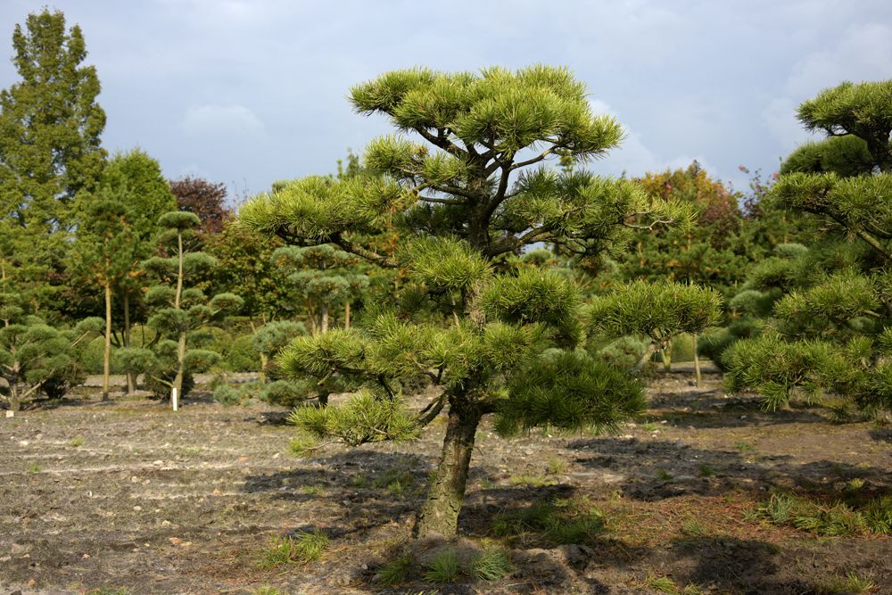 Küstenkiefer Einzelstück Bonsai - Pinus contorta Bonsai günstig kaufen