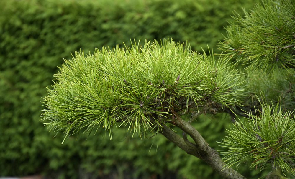 Küstenkiefer Einzelstück Bonsai - Pinus contorta Bonsai günstig kaufen
