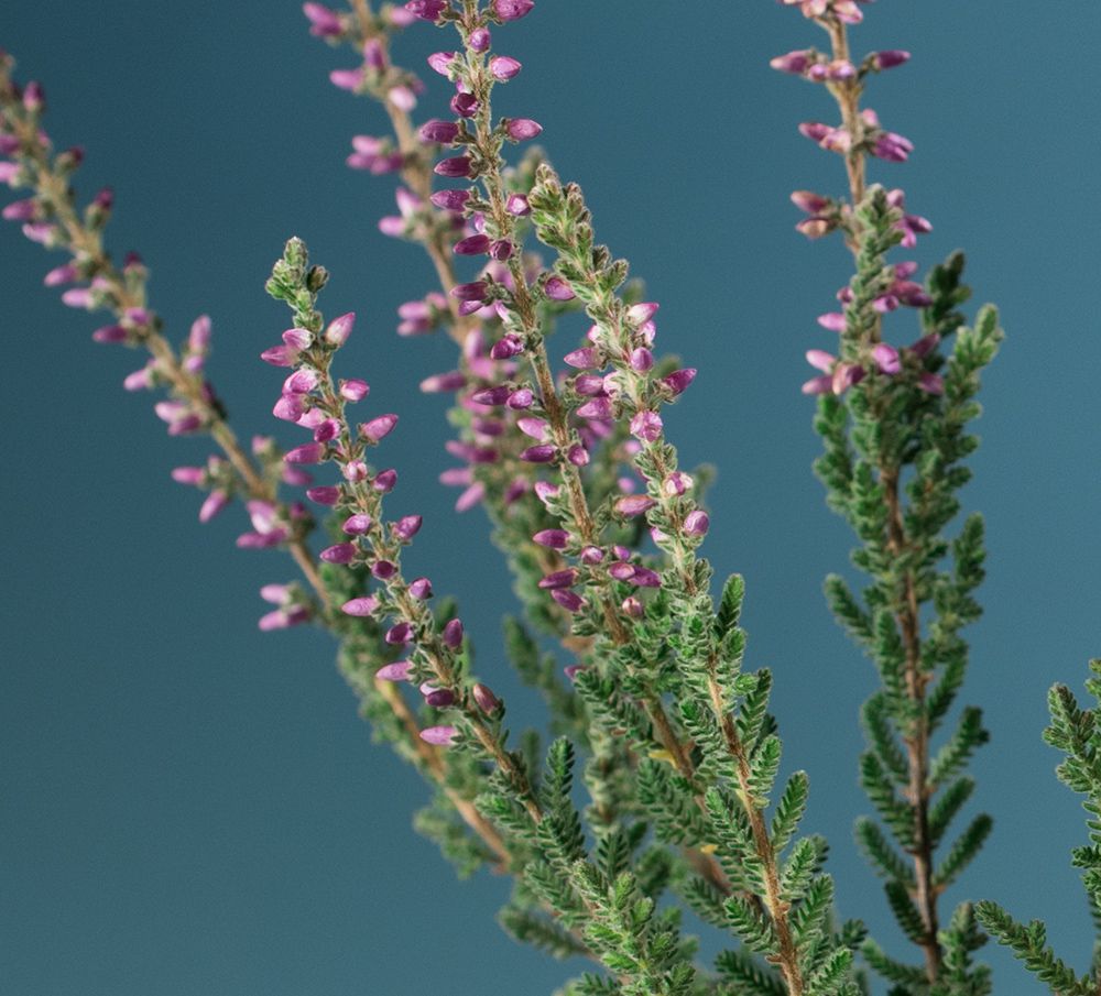 Sommerheide Spring Torch - Calluna vulgaris Spring Torch günstig kaufen