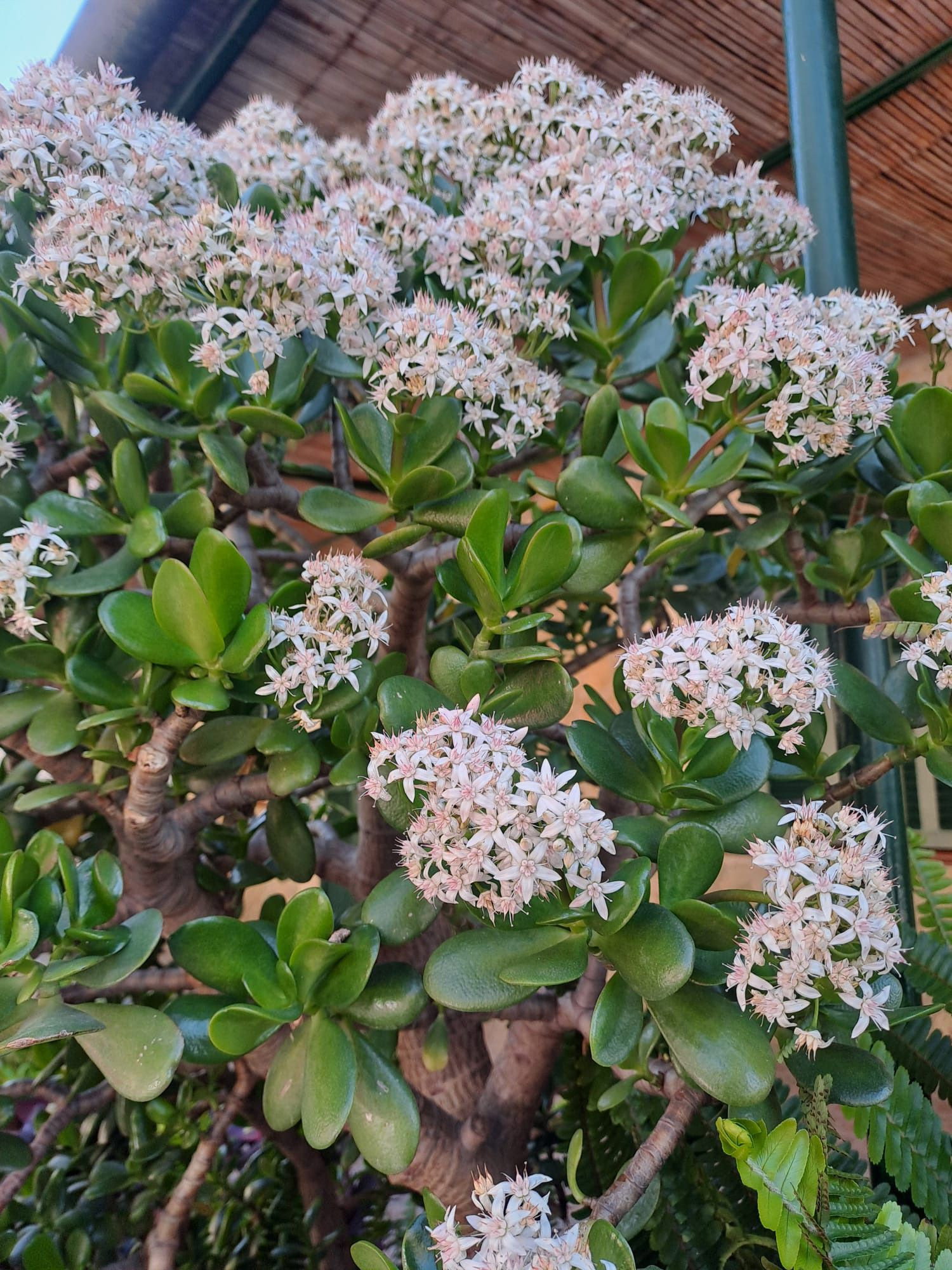 Geldbaum - Crassula ovata günstig kaufen