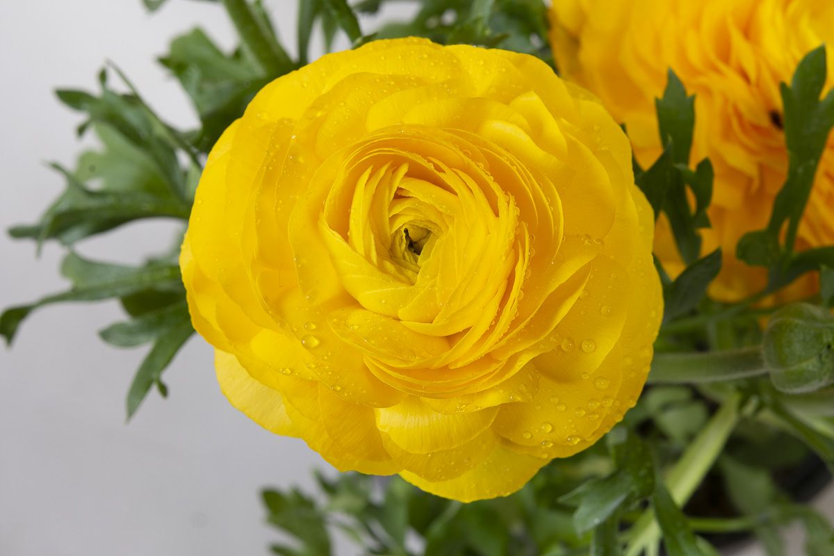 Ranunkel - Ranunculus asiaticus günstig kaufen