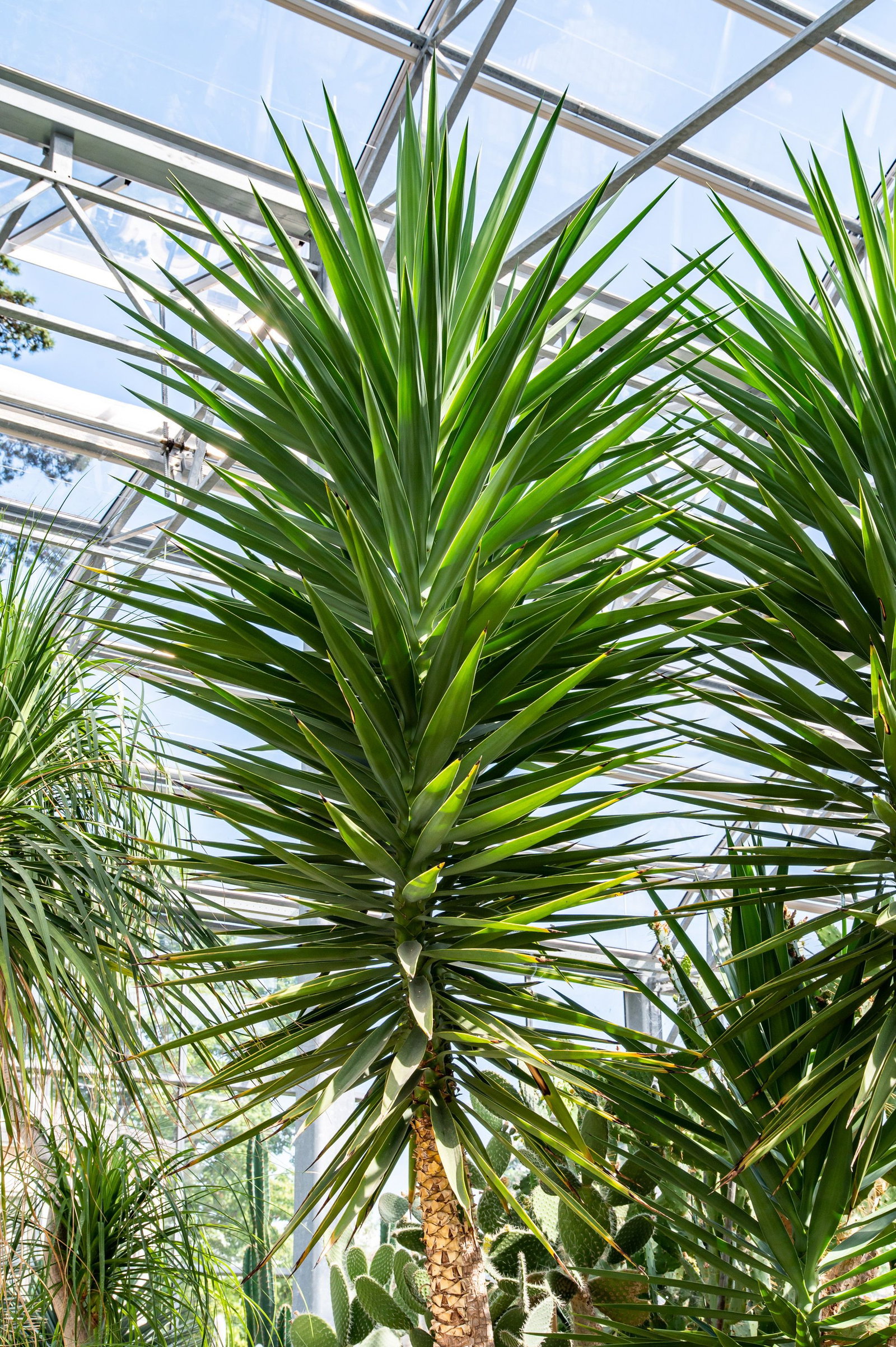 Wunderbar Yucca Palme Klein Ebenbild