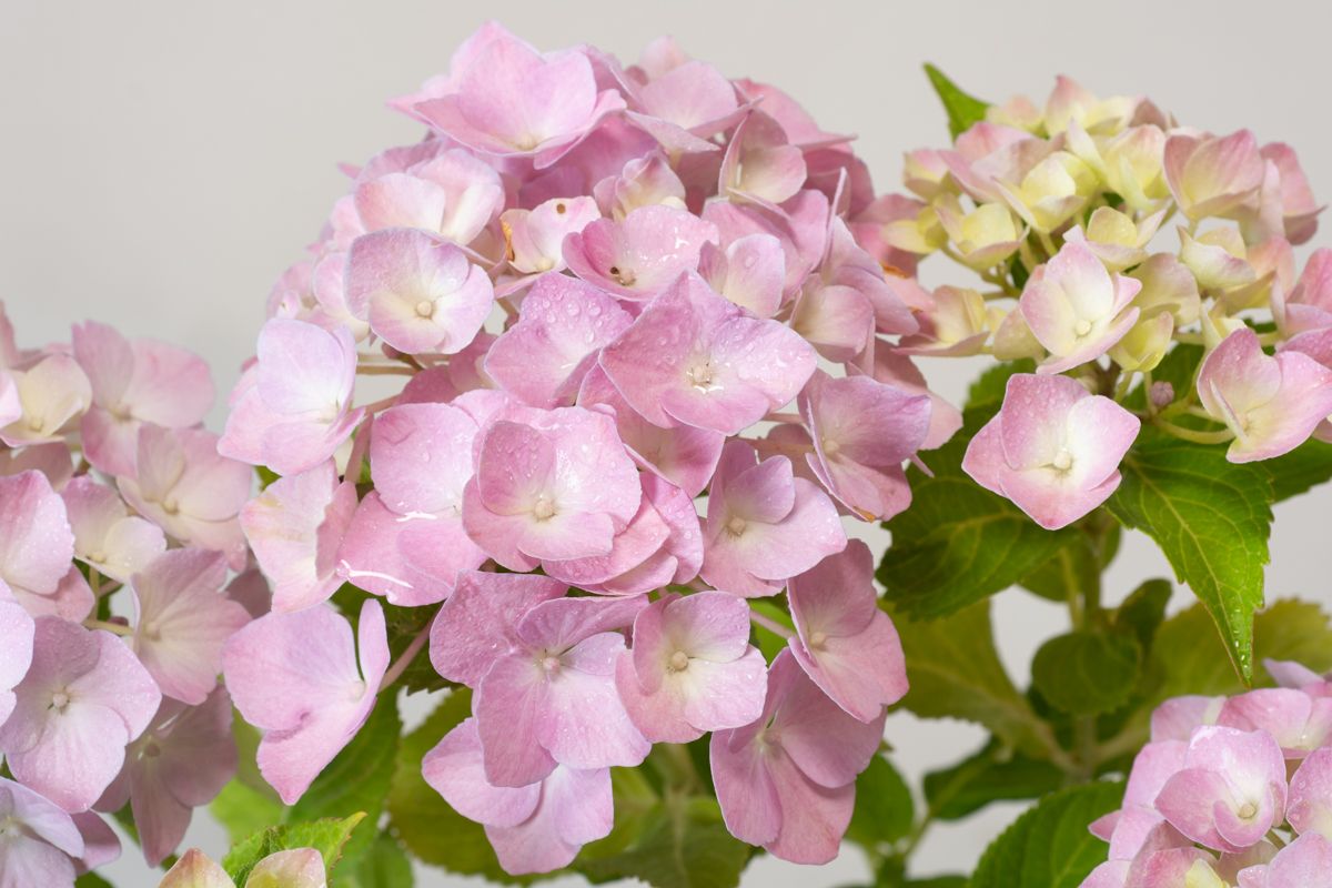 Bauernhortensie Belle Seduction - Hydrangea macrophylla Belle Seduction ...