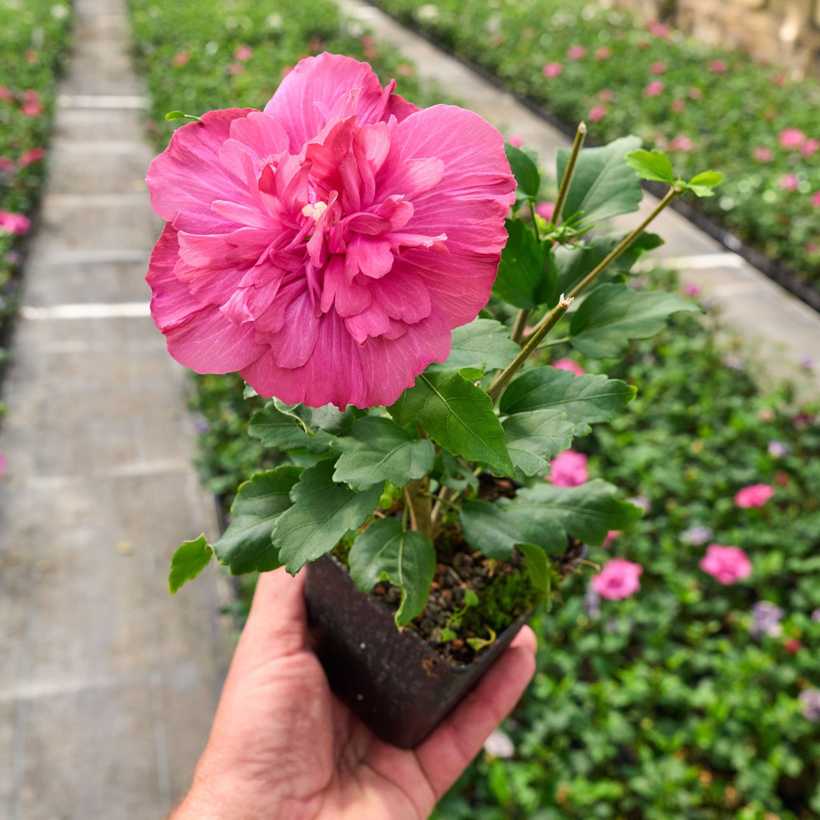 Garteneibisch Magenta Chiffon - Hibiscus syriacus Magenta Chiffon ...