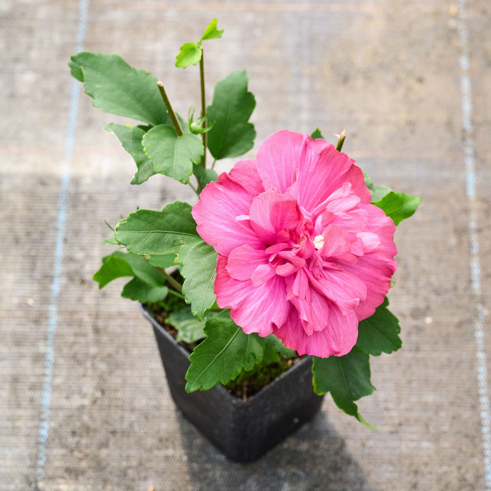Garteneibisch Magenta Chiffon - Hibiscus syriacus Magenta Chiffon ...