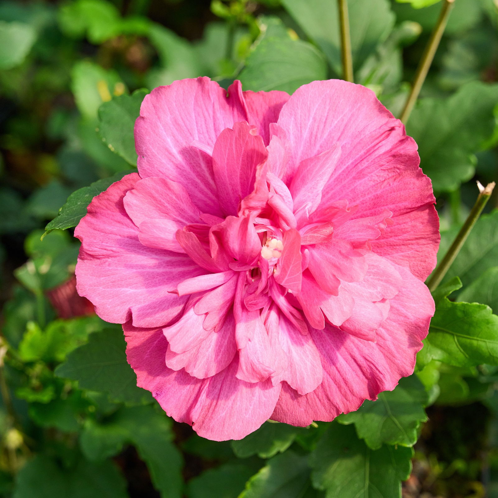 Garteneibisch Magenta Chiffon - Hibiscus syriacus Magenta Chiffon ...