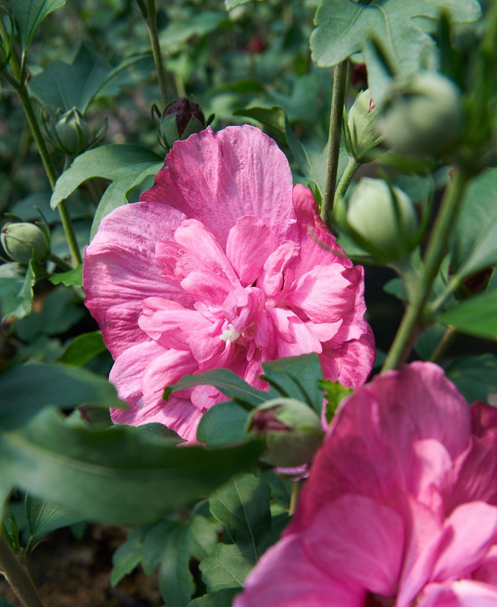 Garteneibisch Magenta Chiffon - Hibiscus syriacus Magenta Chiffon ...
