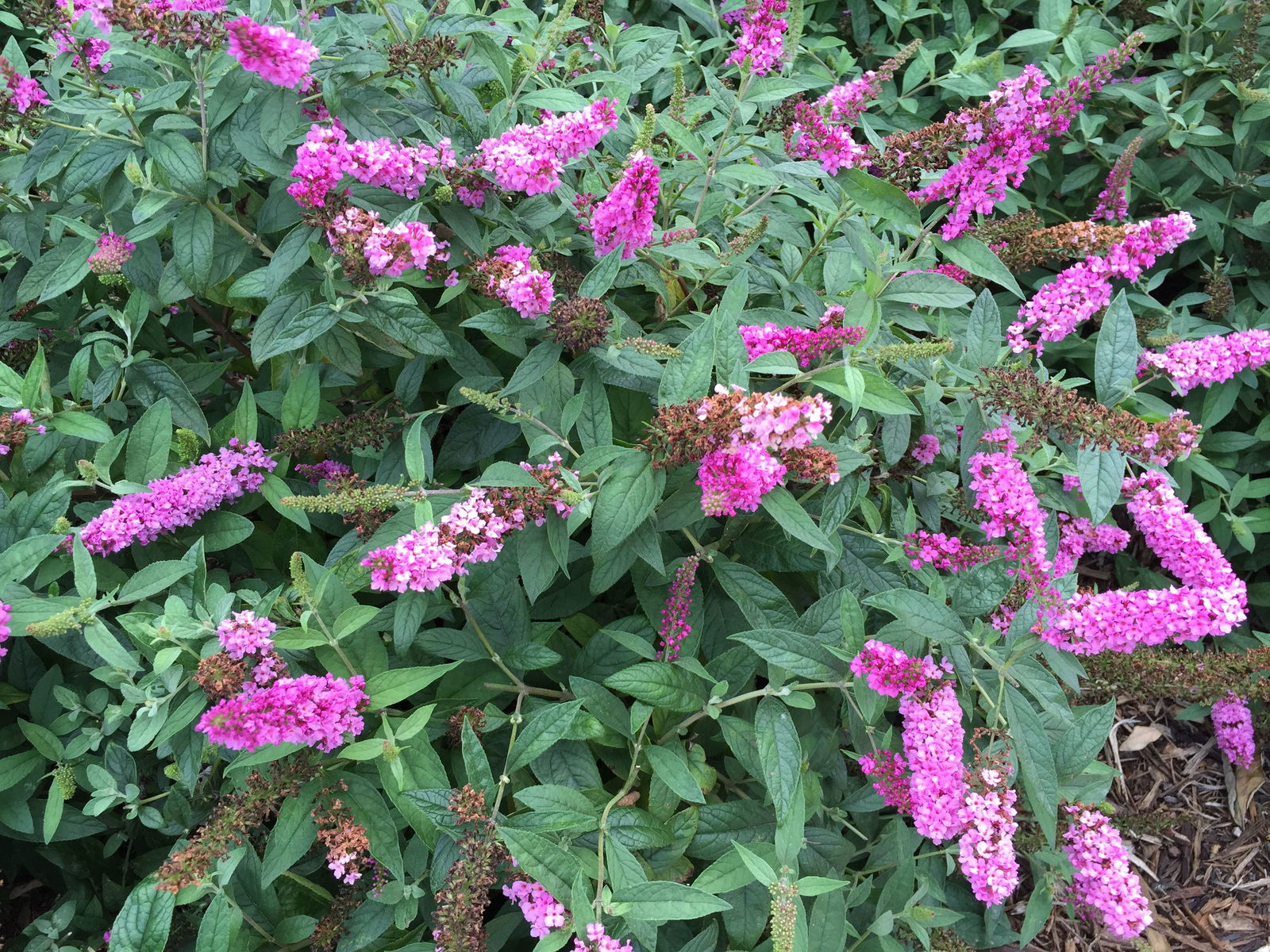 Sommerflieder Pink Delight - Buddleja davidii Pink Delight günstig kaufen