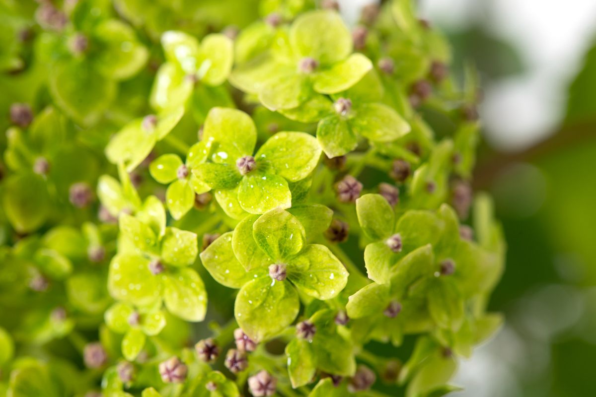 Schneeball-Hortensie Lime Ricky® - Hydrangea arborescens Lime Rickey ...