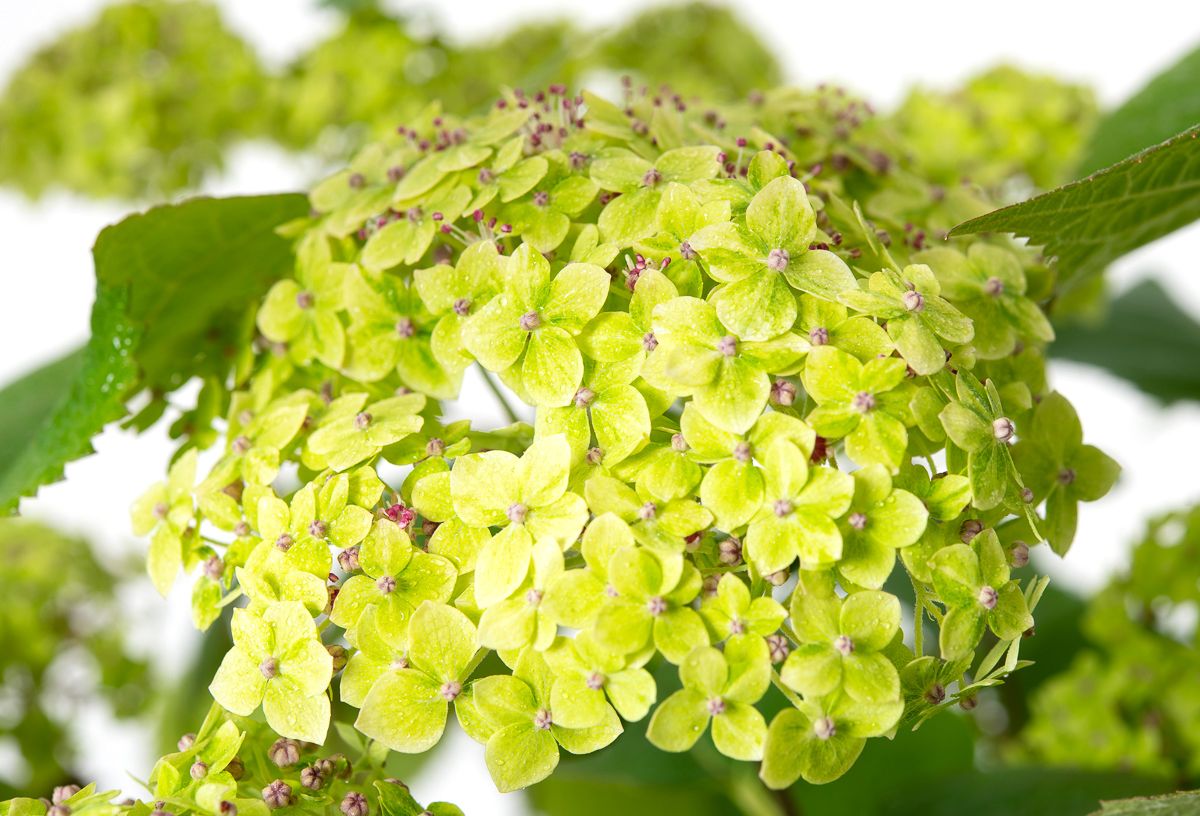 Schneeball-Hortensie Lime Ricky® - Hydrangea arborescens Lime Rickey ...
