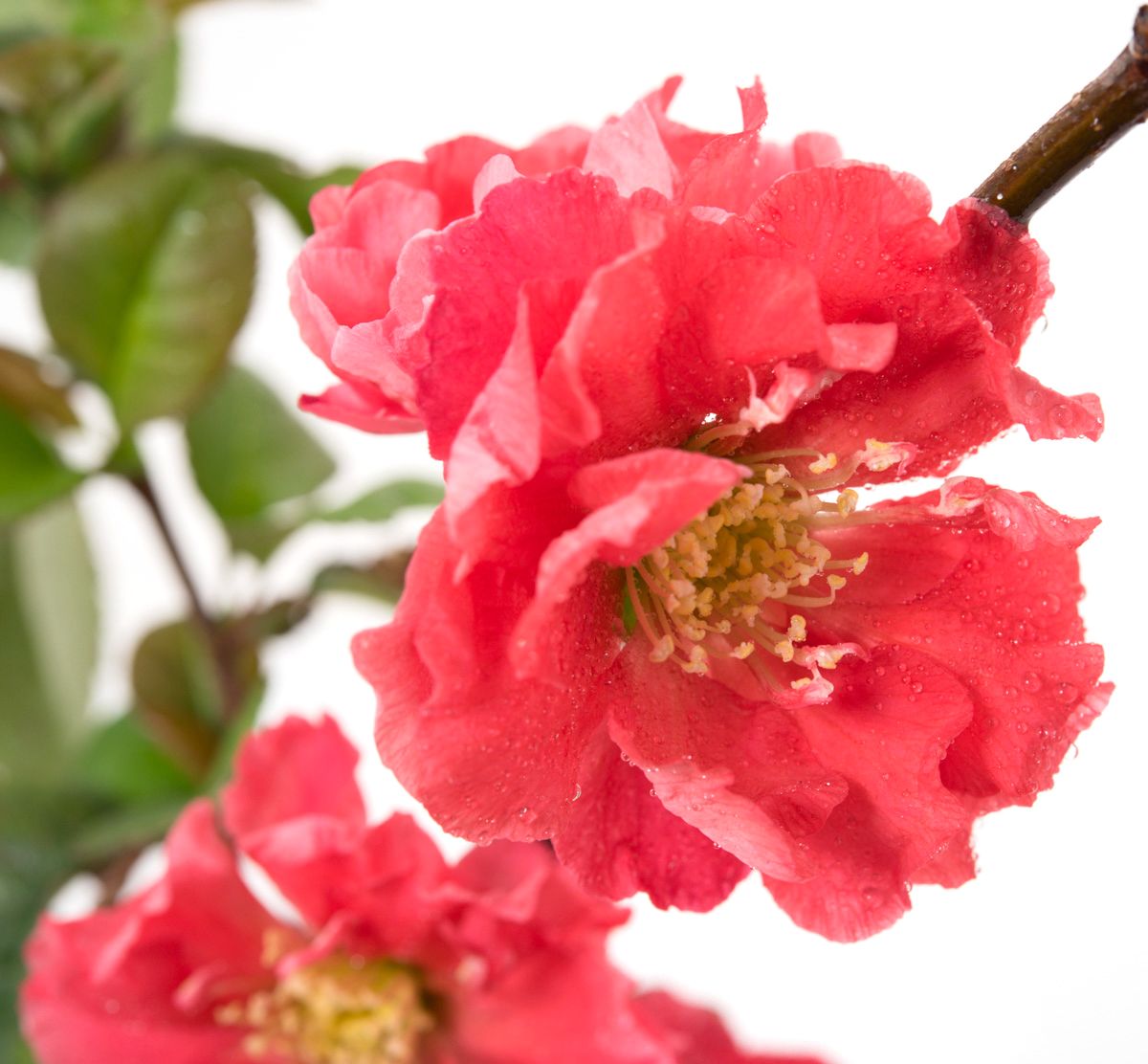 Hochwachsende Zierquitte - Chaenomeles speciosa günstig kaufen