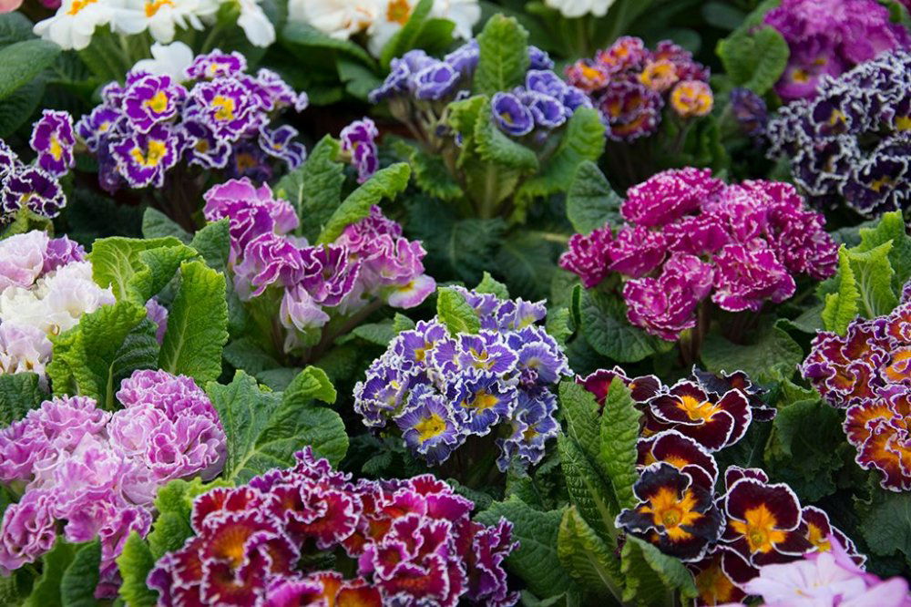 Primel Sirocco - Primula Sirocco günstig kaufen